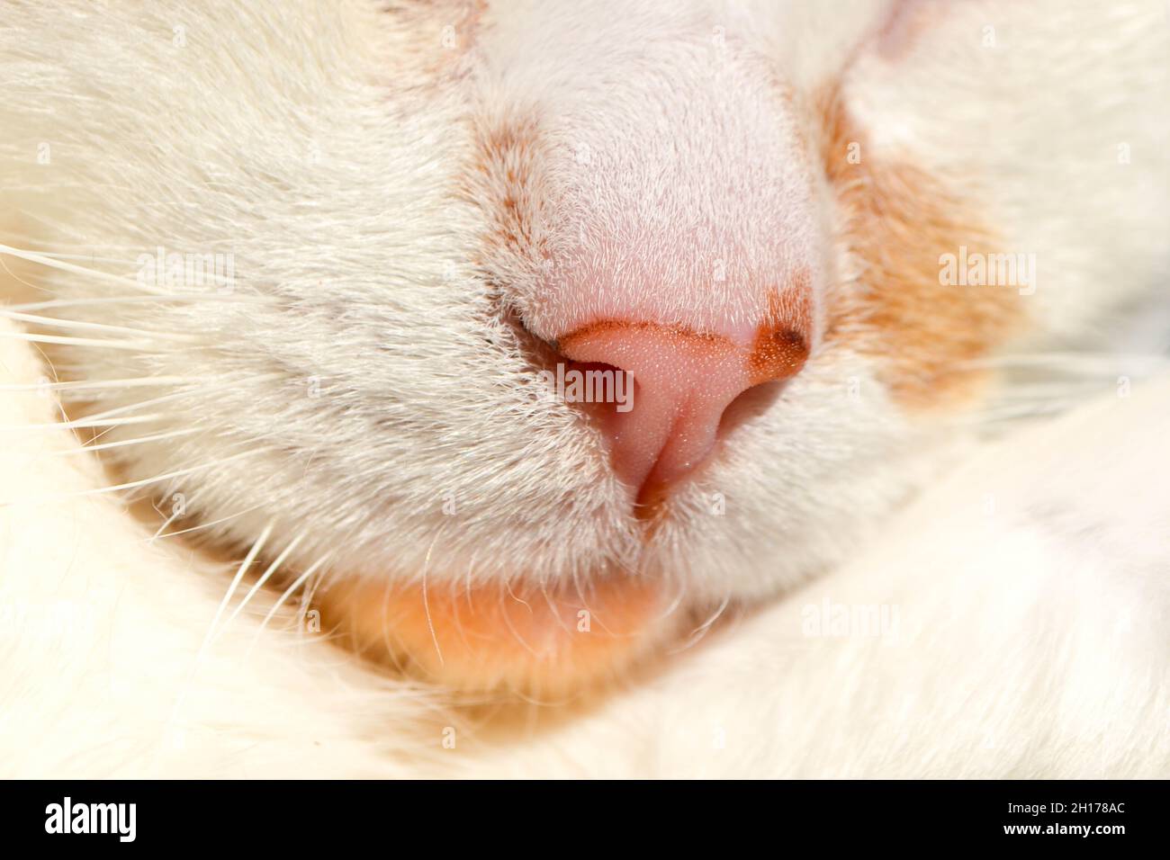 Pink nose hi-res stock photography and images - Alamy