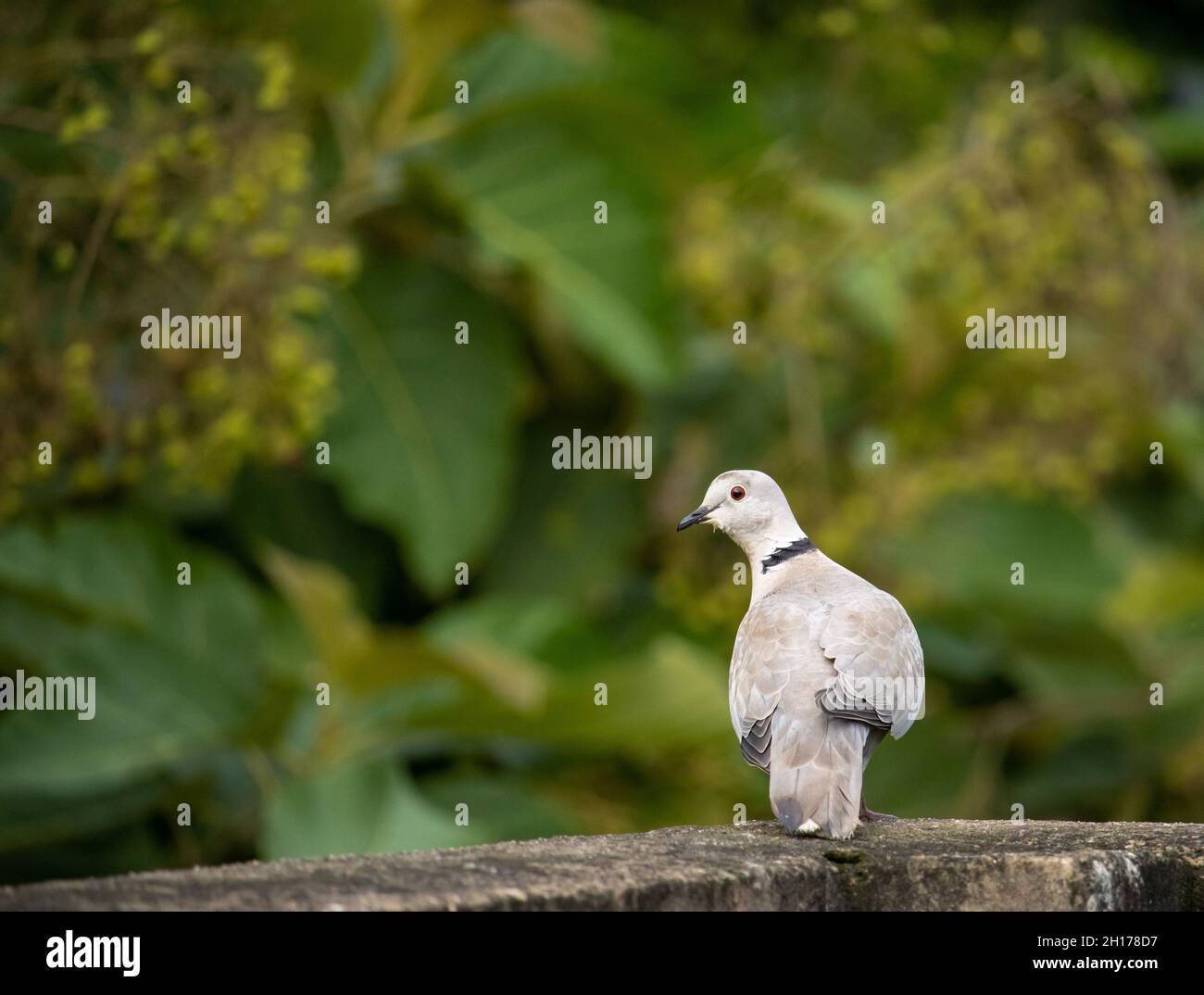 An Indian gray colored dove perching on rooftop on blurry green ...