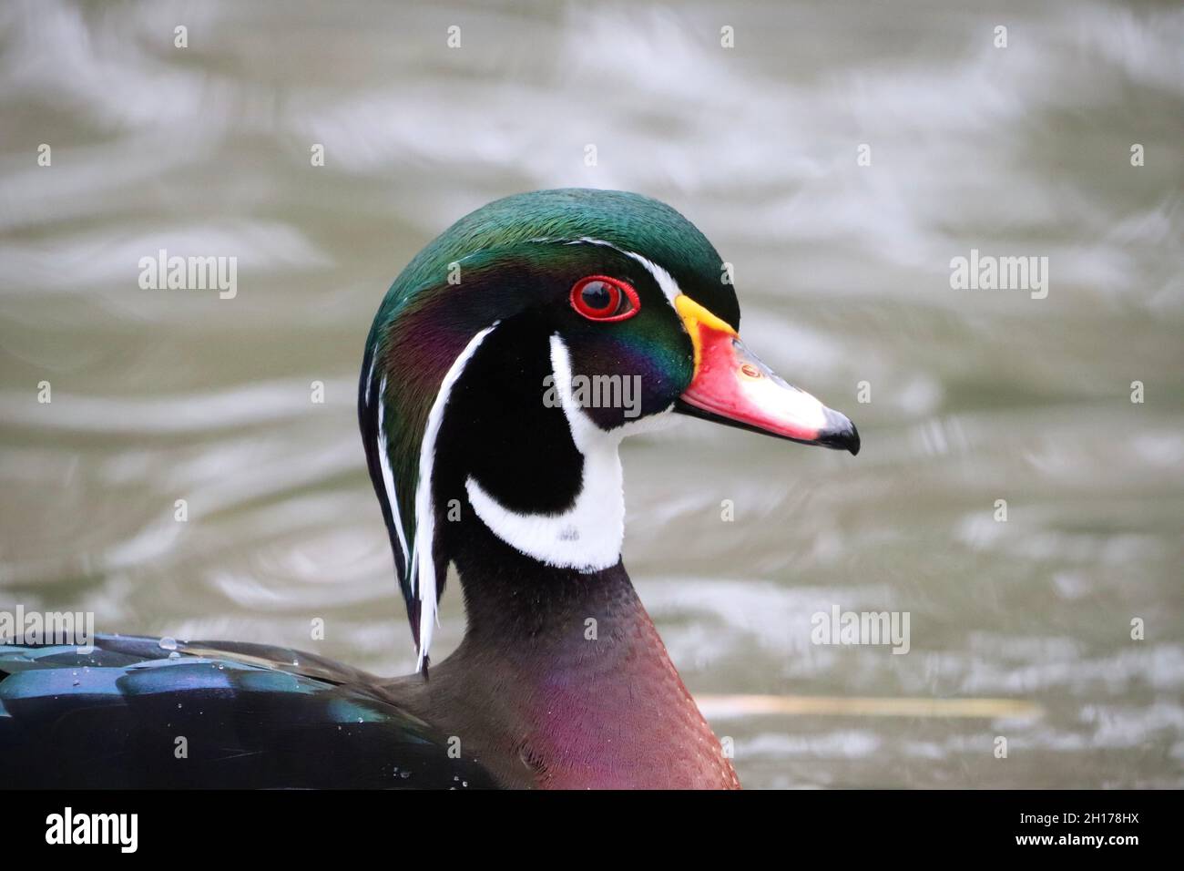 Colourful Male Wood Duck Stock Photo - Alamy