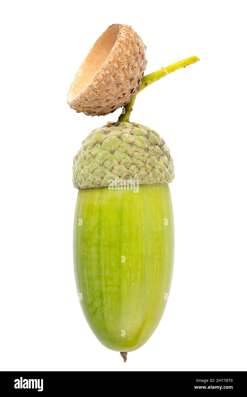 Acorn isolated on white background. File contains clipping path Stock ...