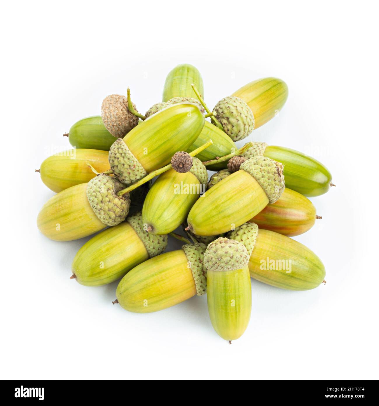 Acorn growing into a tree Cut Out Stock Images & Pictures - Alamy