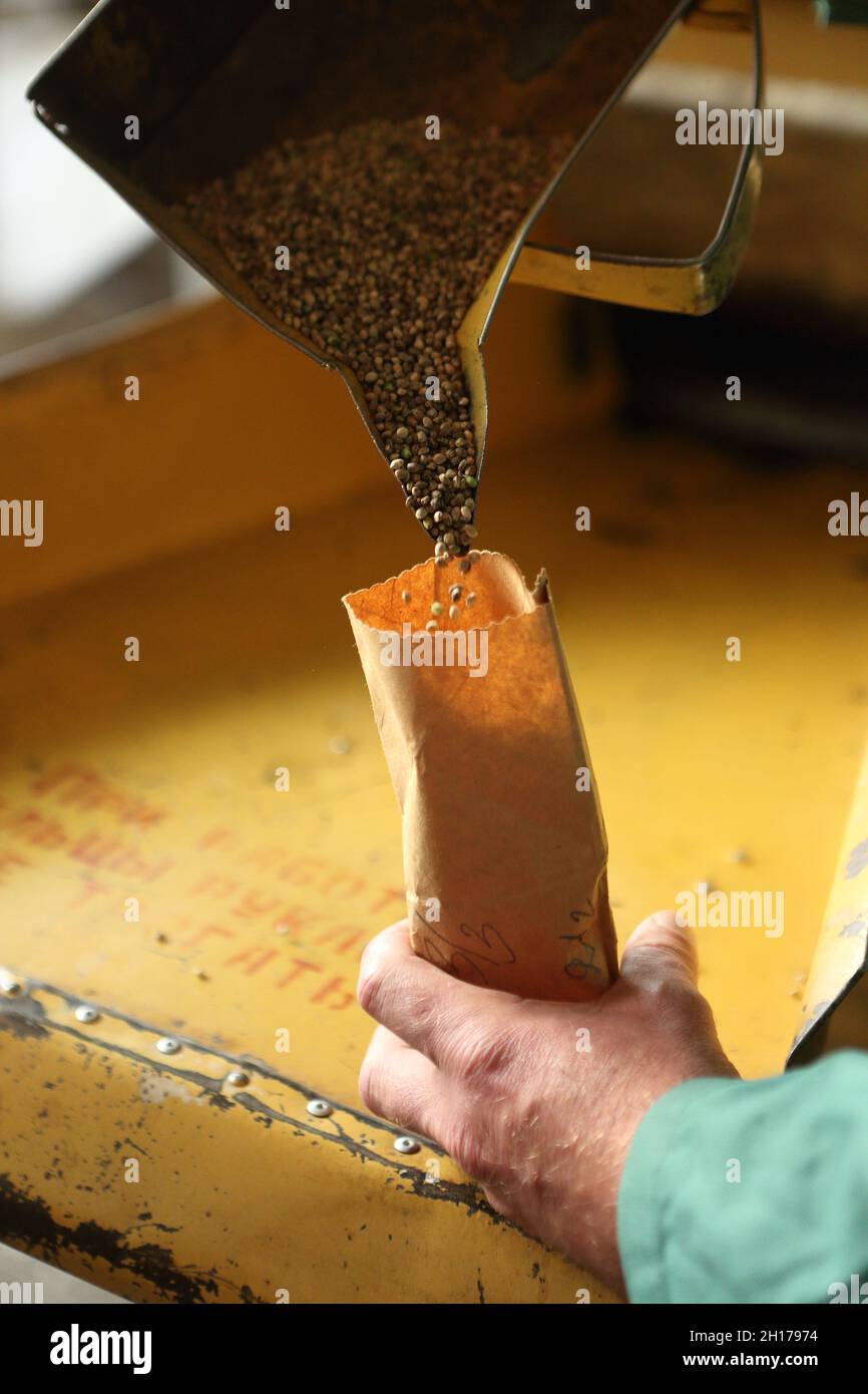 Cannabis processing hi-res stock photography and images - Alamy