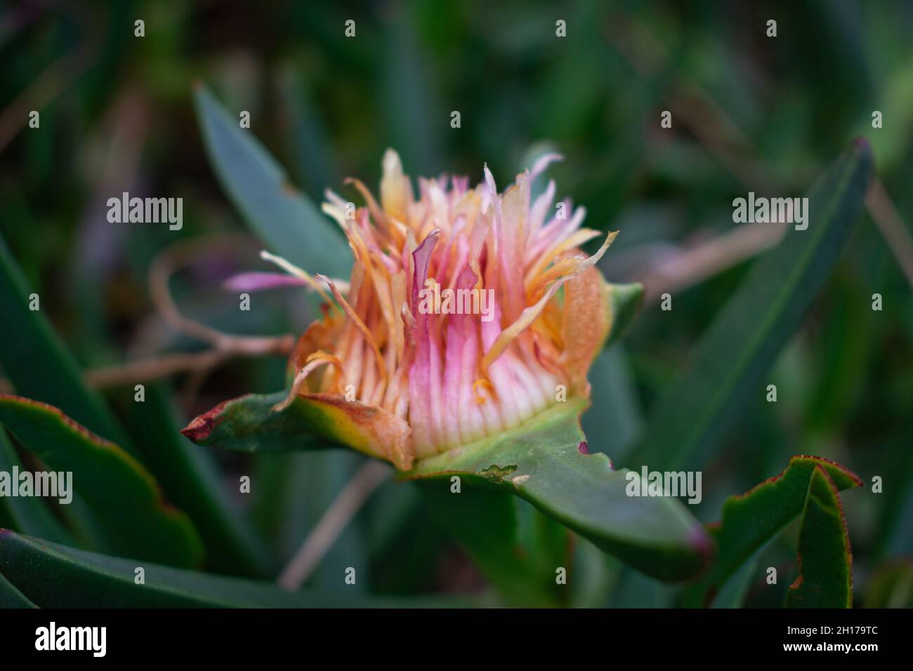 Aspect of nature Stock Photo - Alamy