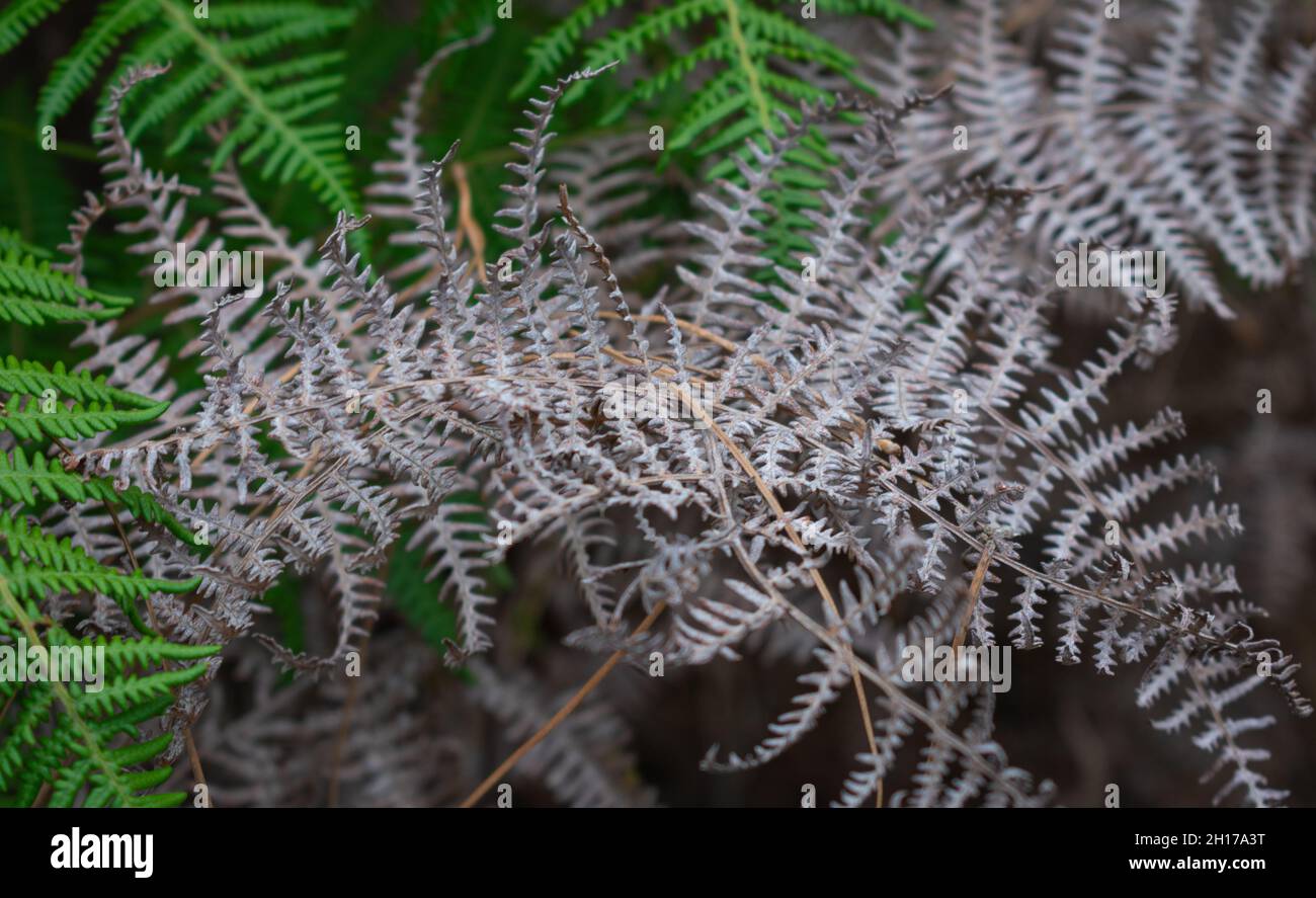 Aspect of nature Stock Photo - Alamy
