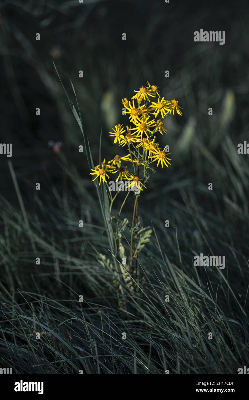 A vertical shot of Stinking willie flowers on a blurred background Stock Photo - Alamy
