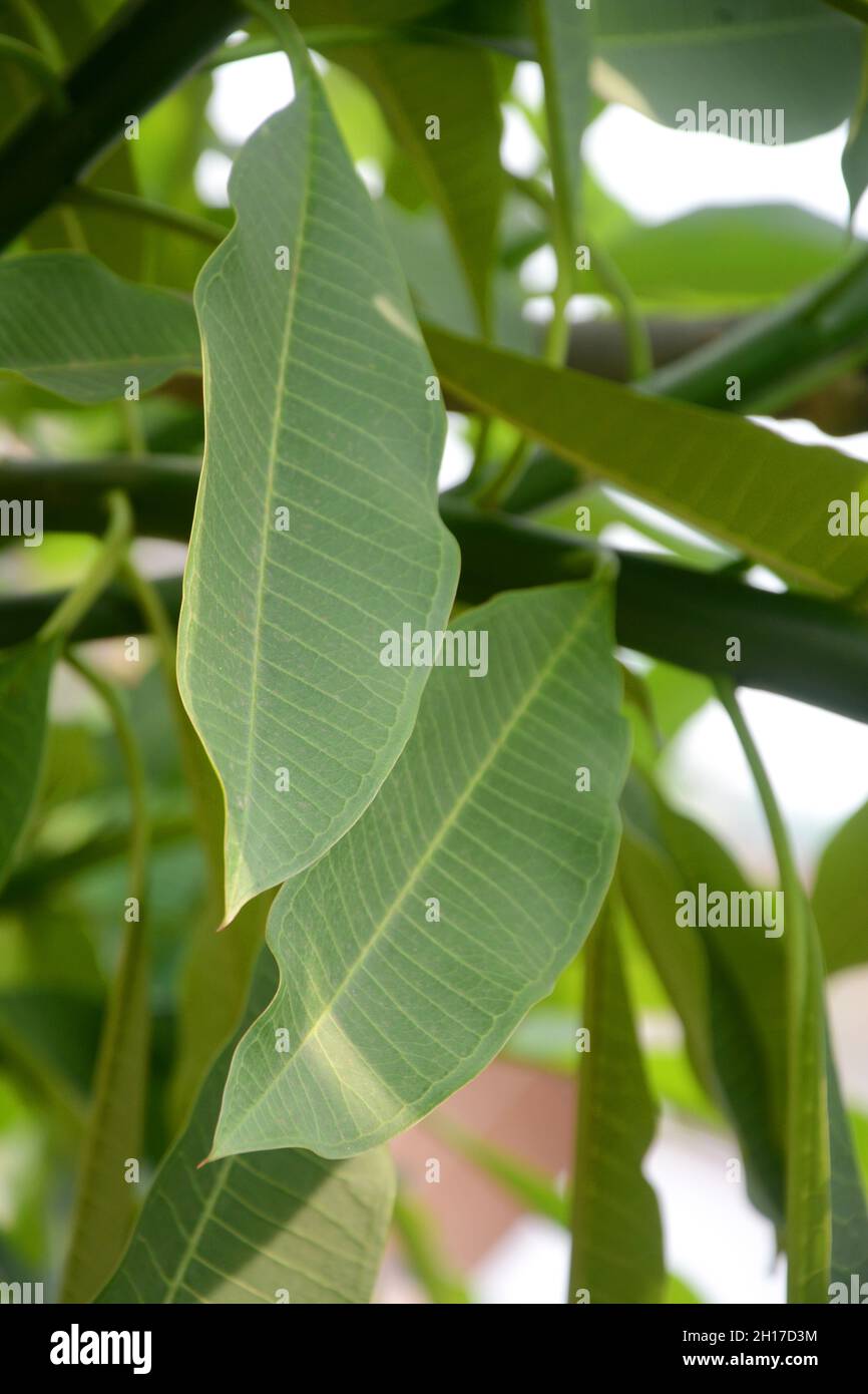 High resolution photos of plants and flowers in the garden Stock Photo ...