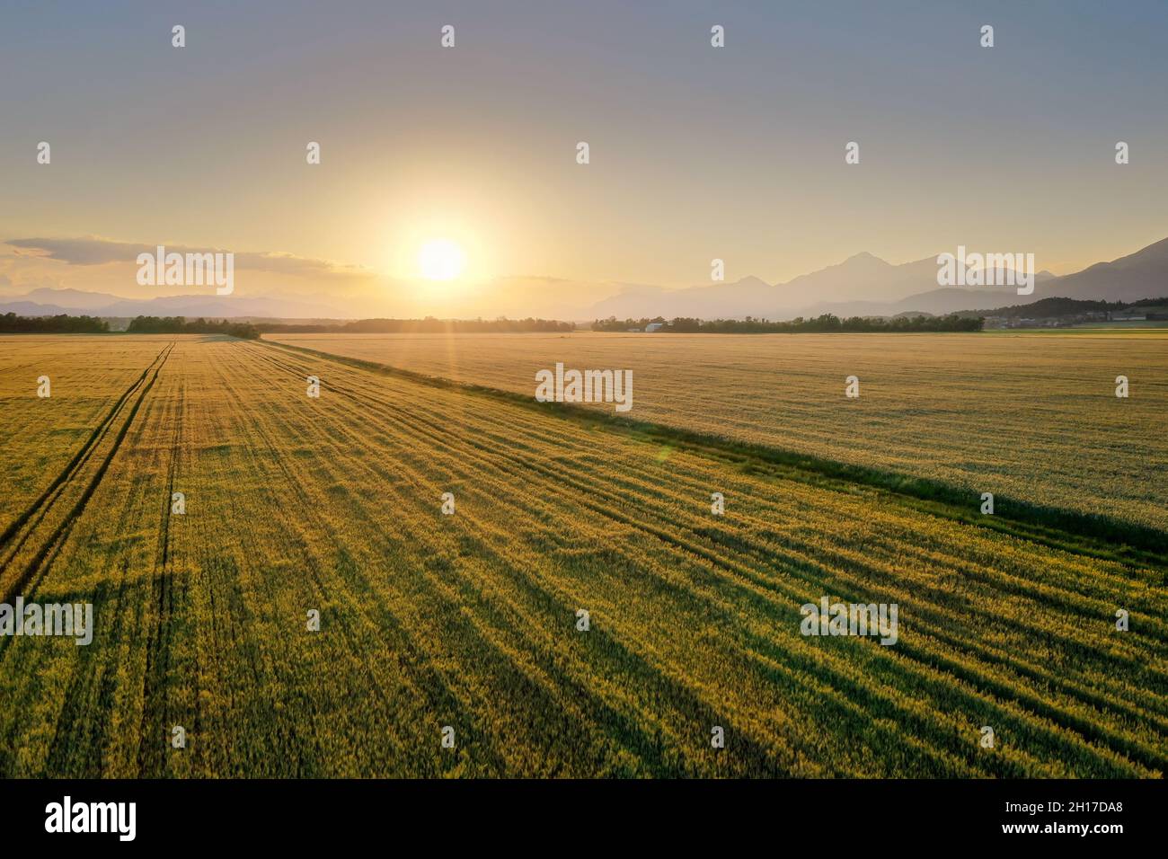 Aerial view of wheat field at summer sunset Stock Photo - Alamy