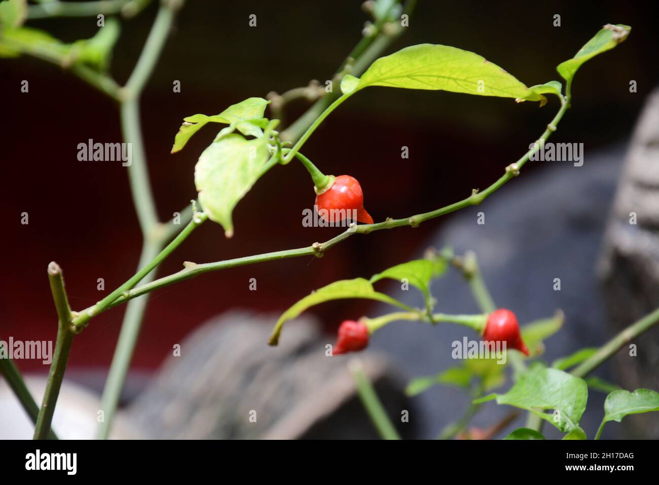 High resolution photos of plants and flowers in the garden Stock Photo ...