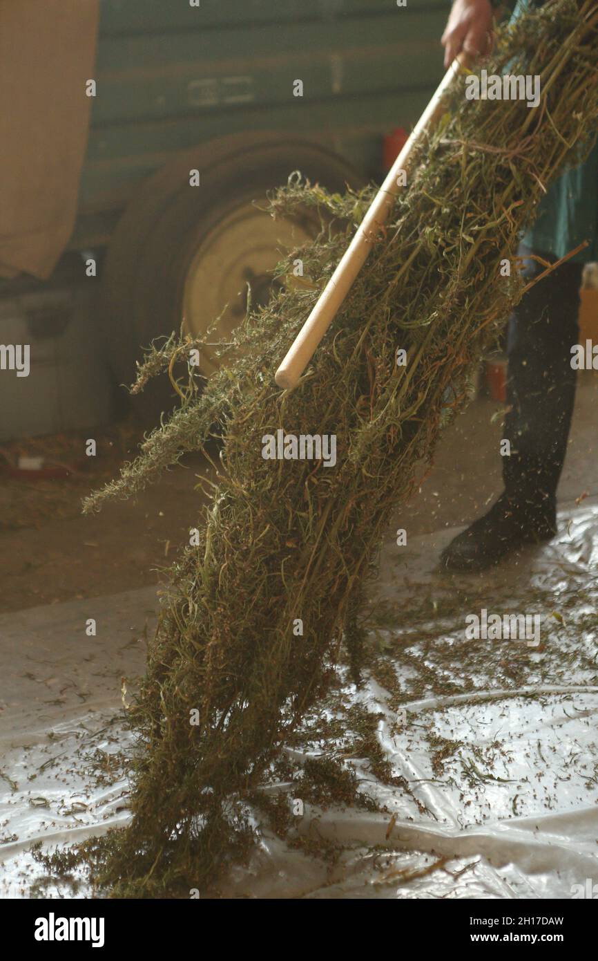 Manual threshing of hemp sativa in the workshop Stock Photo - Alamy