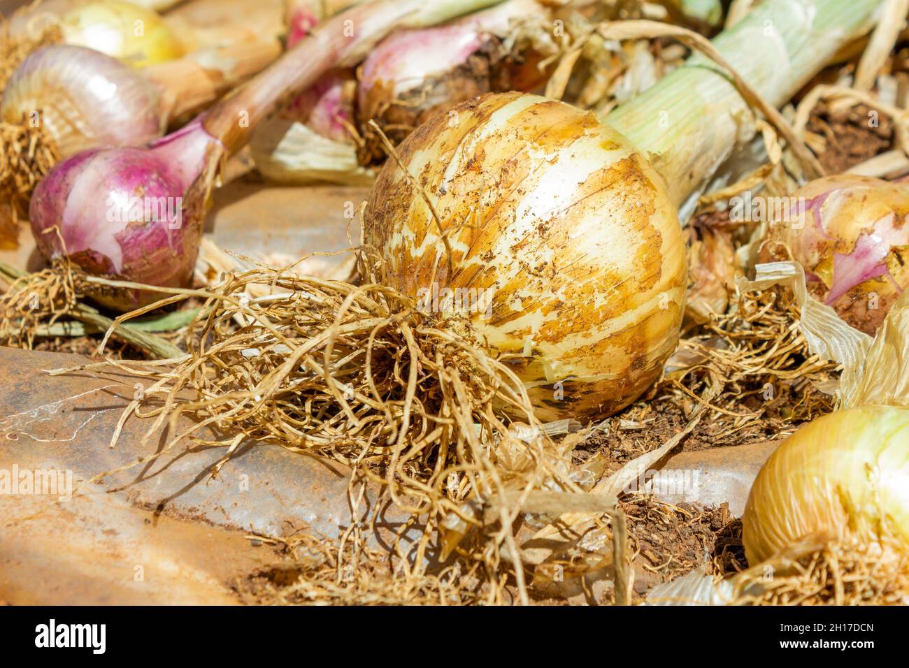 Food cultivation hi-res stock photography and images - Alamy