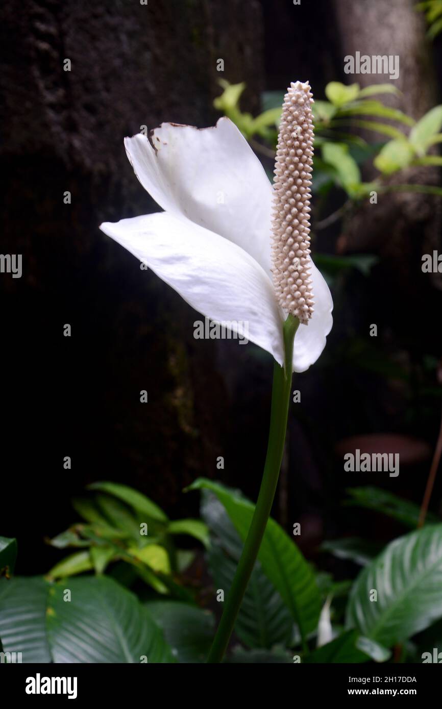 High resolution photos of plants and flowers in the garden Stock Photo ...