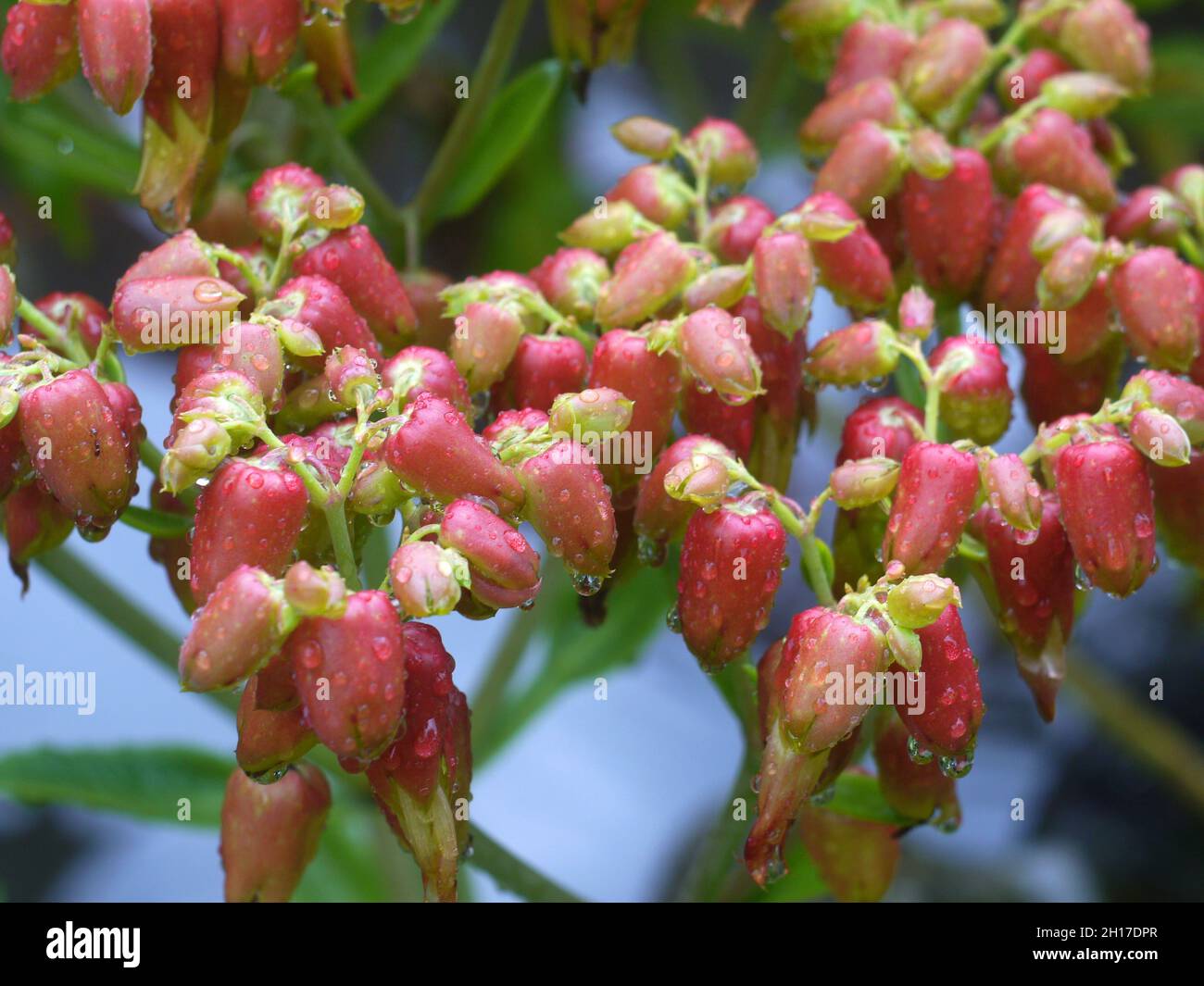 High resolution photos of plants and flowers in the garden Stock Photo ...