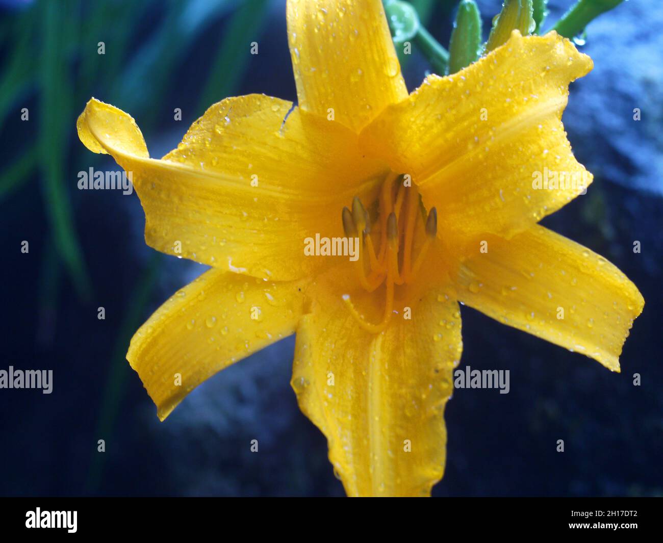 High resolution photos of plants and flowers in the garden Stock Photo ...