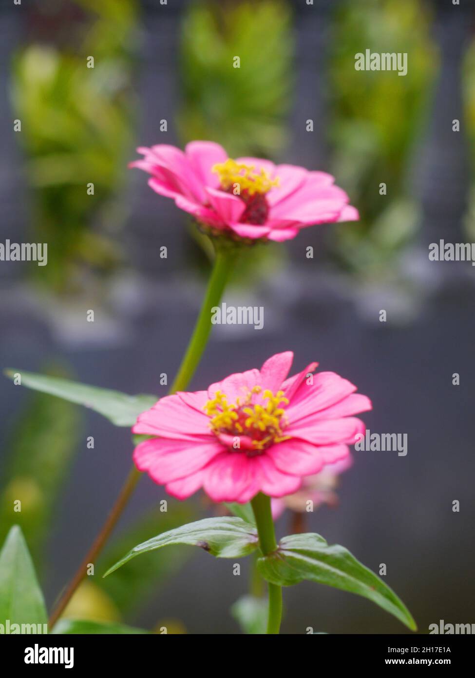 High resolution photos of plants and flowers in the garden Stock Photo ...