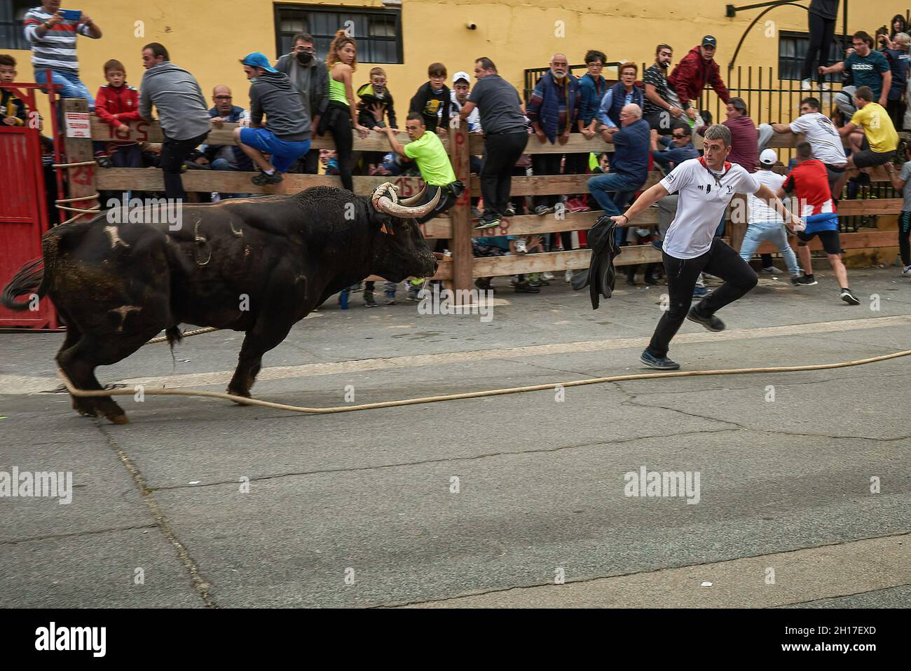 Pincha bulls hi-res stock photography and images - Alamy