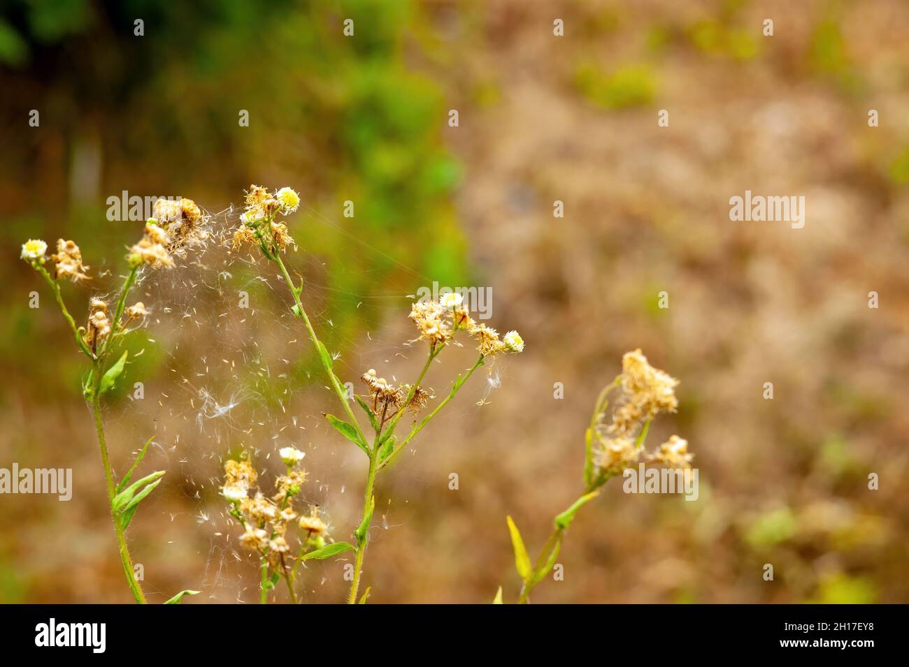 Spider webs in grass dew hi-res stock photography and images - Alamy