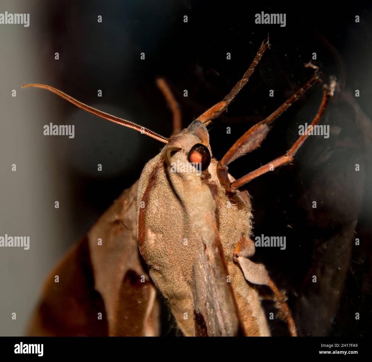 Close-up of head of Australian triangle hawk moth, coequosa ...
