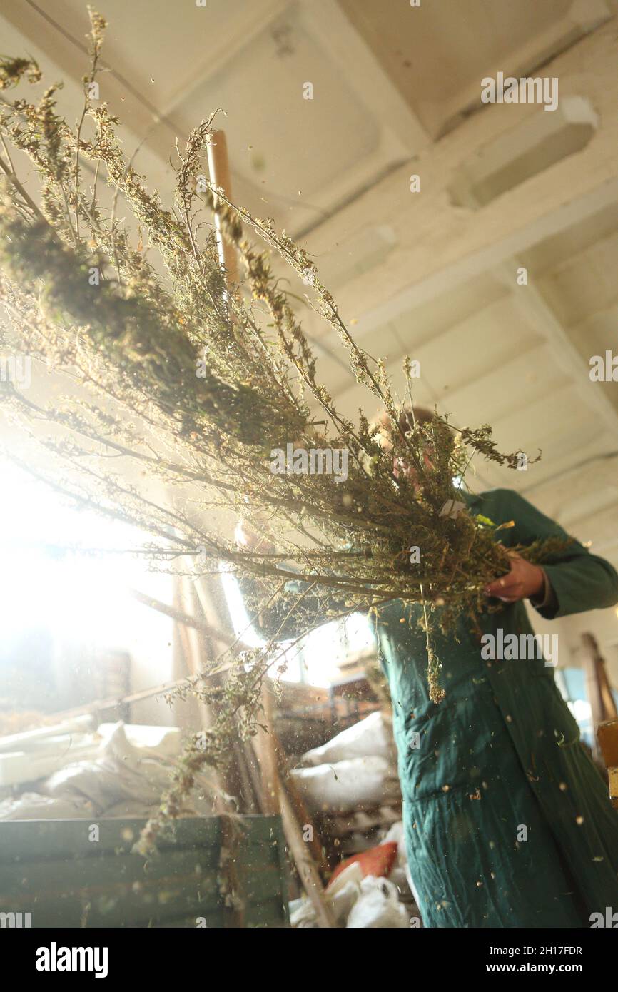 Manual threshing hi-res stock photography and images - Alamy