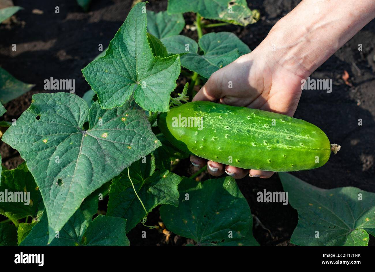 Fresh green cucumber on bush hi-res stock photography and images - Alamy