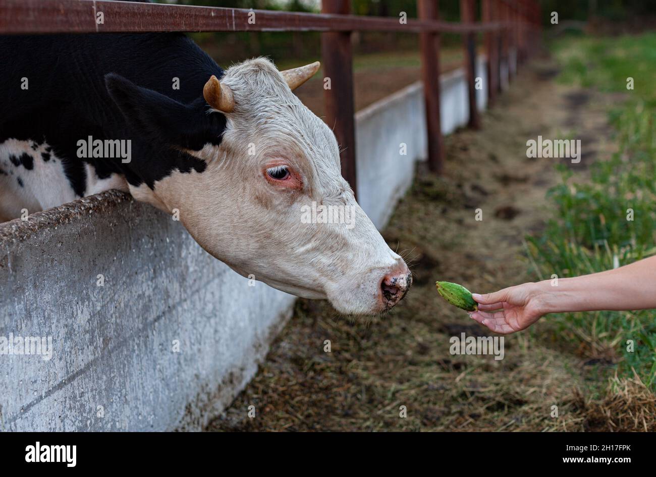 a cow on a farm hand-fed a cucumber. High quality photo Stock Photo - Alamy