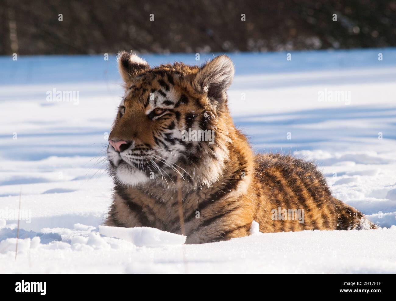 Siberian tiger, Panthera tigris altaica. Wildlife scene with dangerous ...