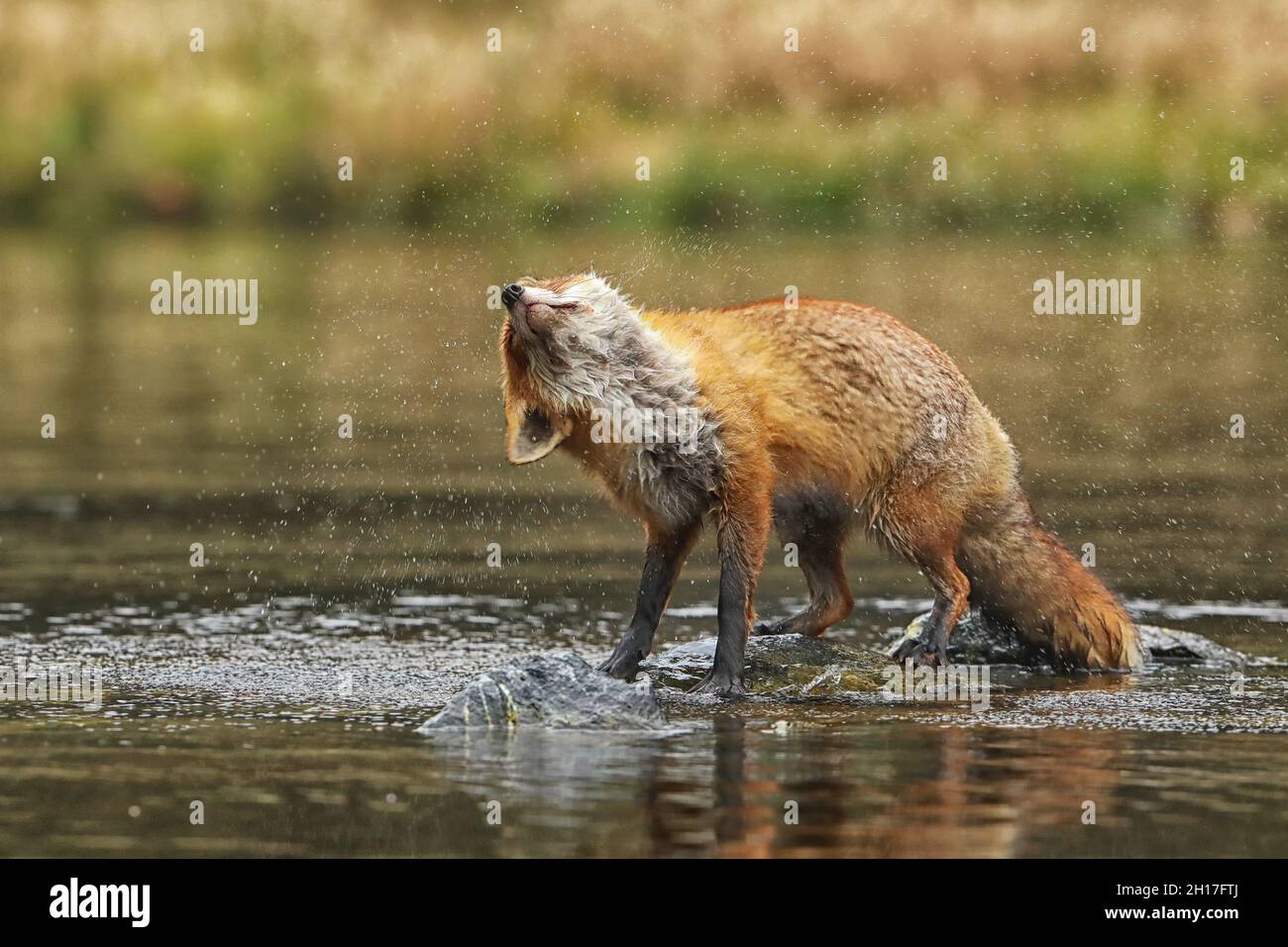 Red fox (Vulpes vulpes) catching fish in pond. Action scene in nature ...