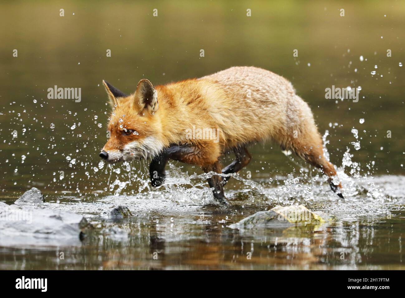Red fox (Vulpes vulpes) catching fish in pond. Action scene in nature ...