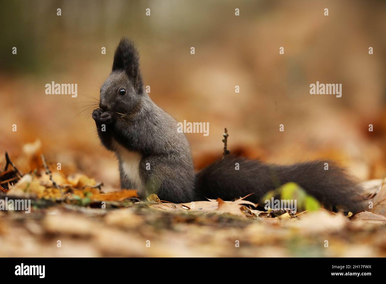 Red squirrel with long pointed ears in autumn scene . Wildlife in the ...
