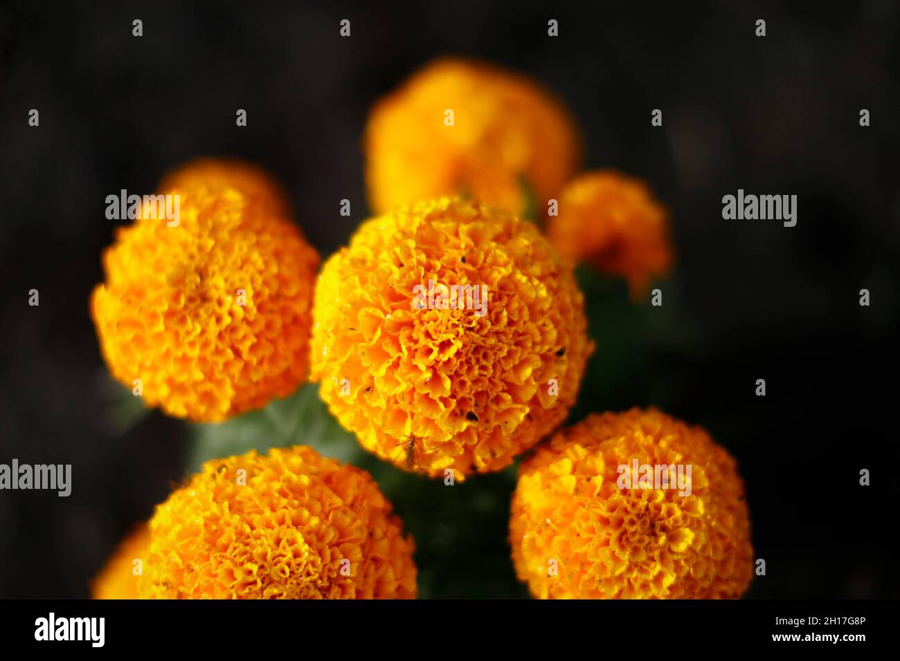 Cempasuchil flowers seen in a field.The harvest and sale of Cempasuchil ...