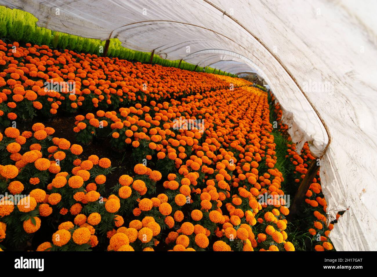 Cempasuchil flowers seen in a field. The harvest and sale of ...