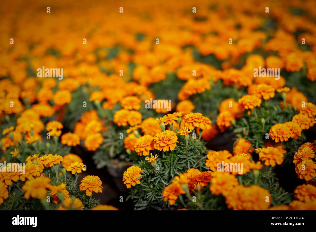 Field of cempasuchil flowers hi-res stock photography and images - Alamy