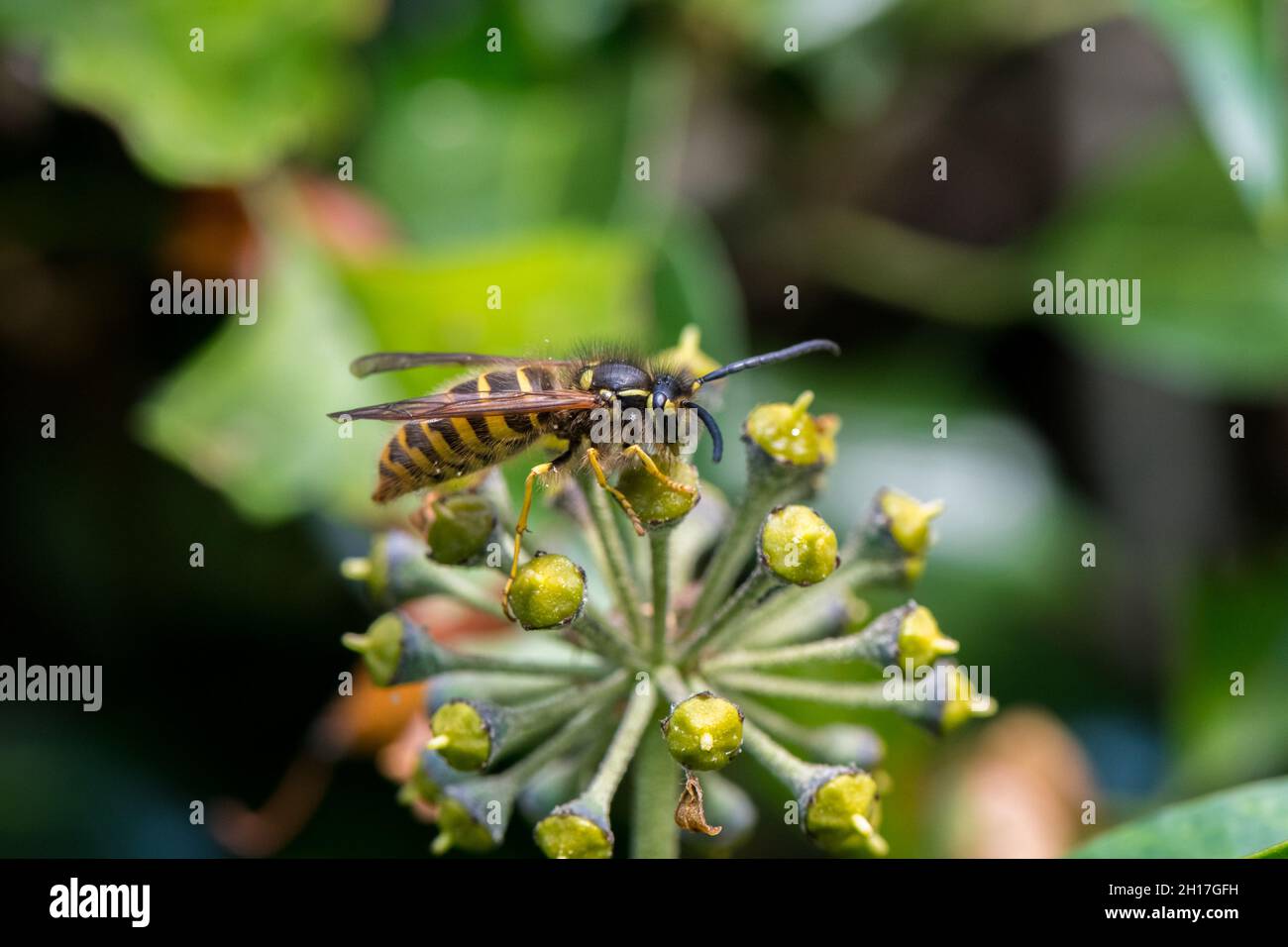 Common Wasp feeding from a Ivy flower Stock Photo - Alamy