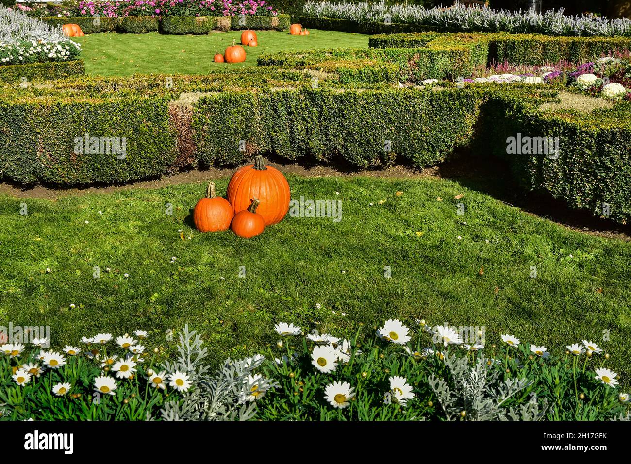 Pumpkins pumpkin flower hi-res stock photography and images - Alamy
