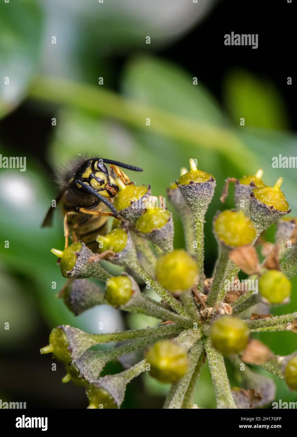 Common Wasp feeding from a Ivy flower Stock Photo - Alamy