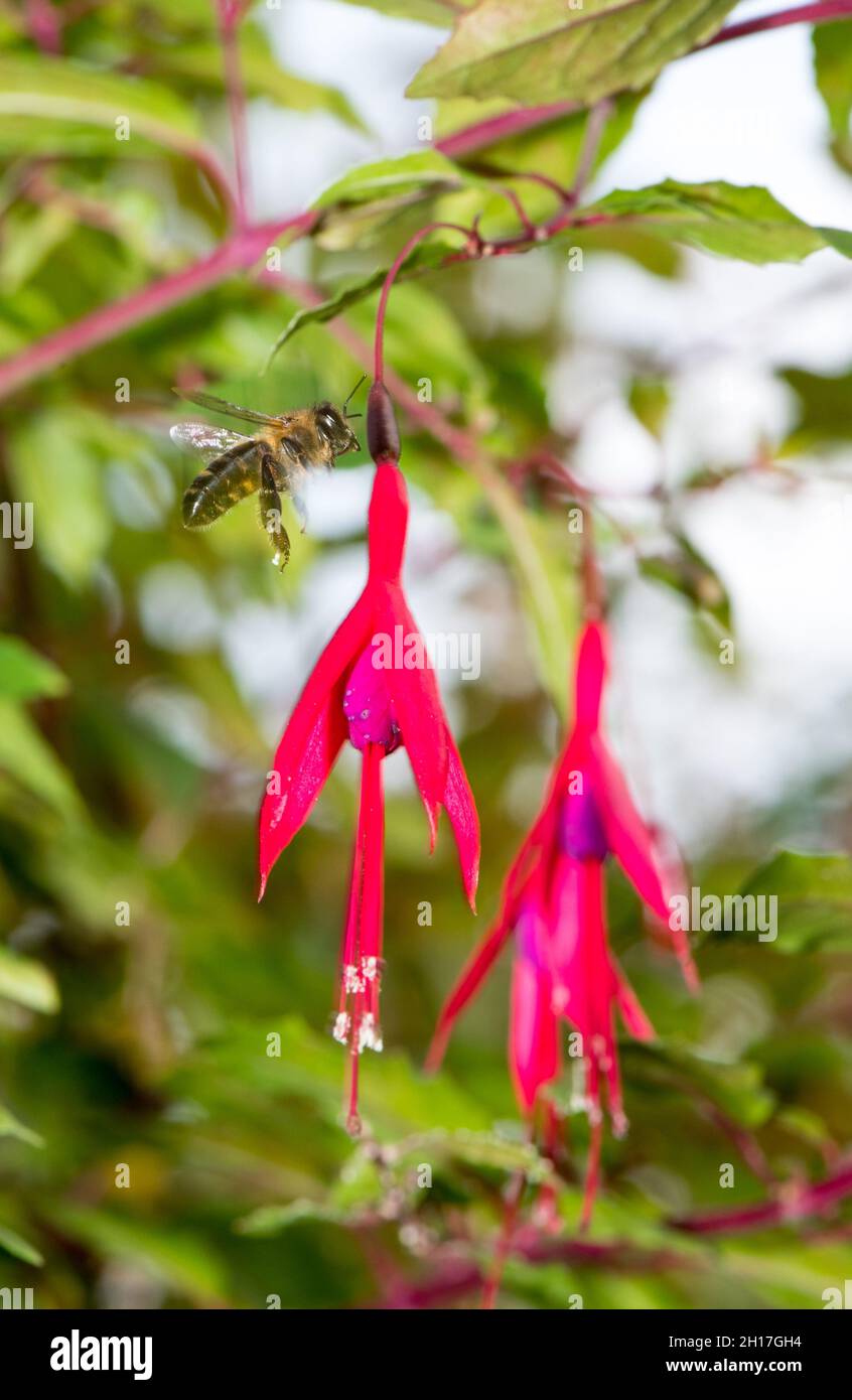 Honey Bee feeding from a hybrid Fuchsia flower Stock Photo - Alamy