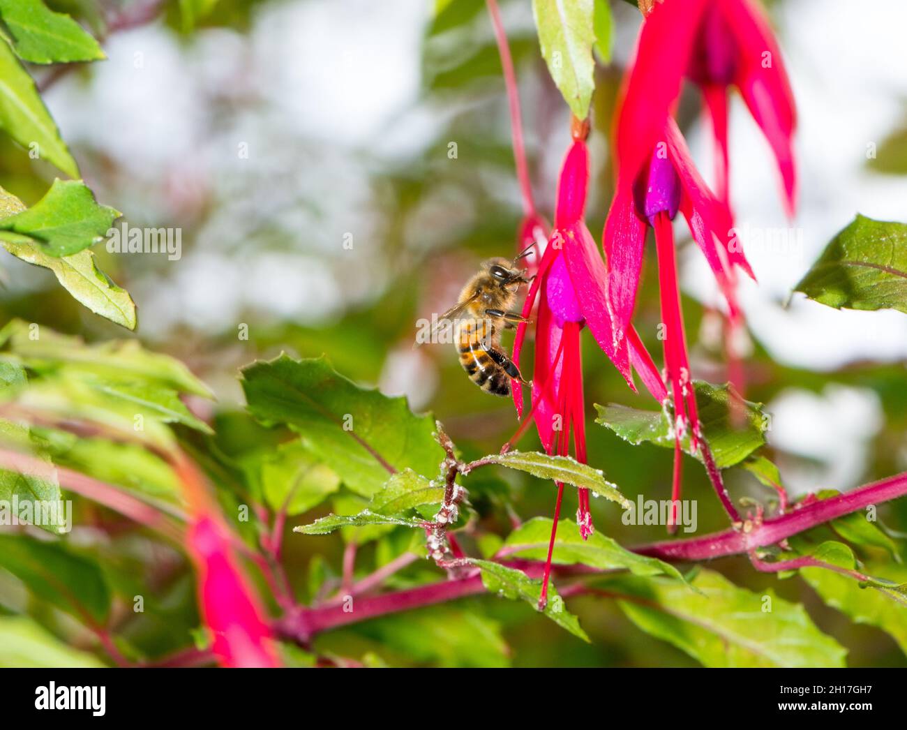 Honey Bee feeding from a hybrid Fuchsia flower Stock Photo - Alamy