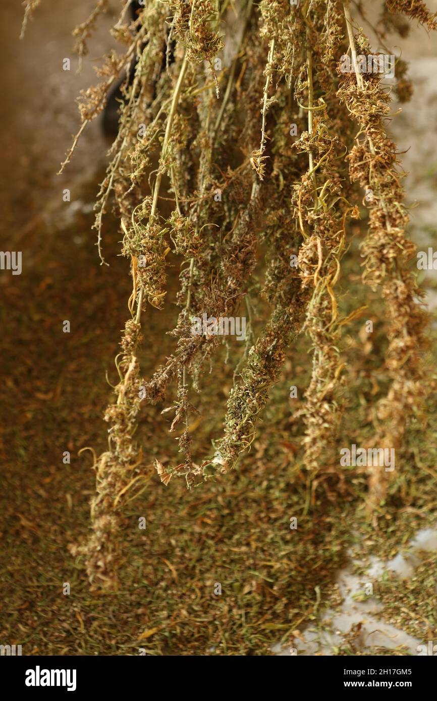Hemp sativa processing process Stock Photo - Alamy
