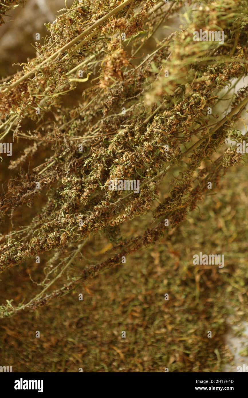 Manual threshing of hemp sativa in the workshop Stock Photo - Alamy