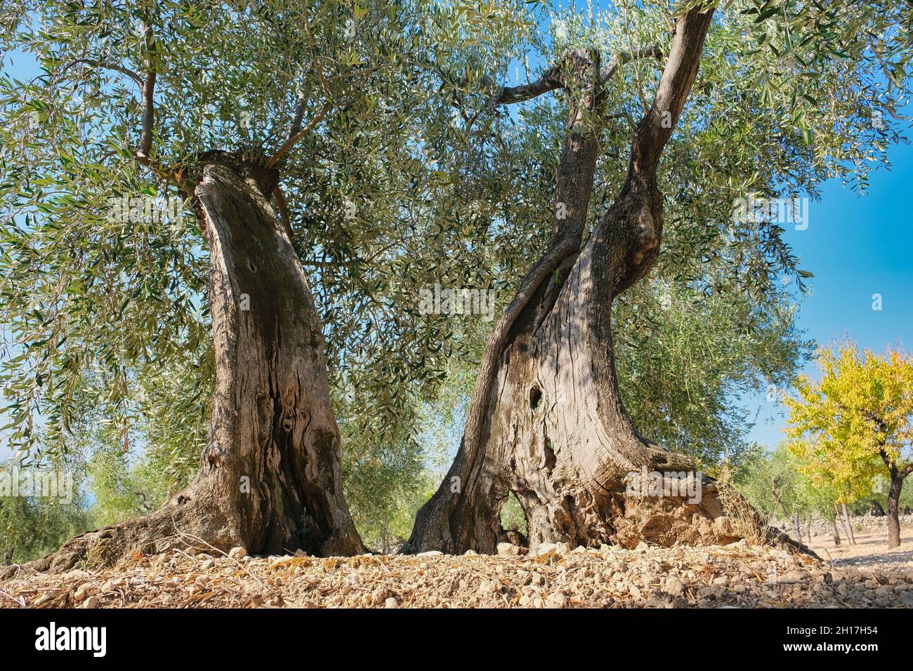 A low angle shot of a split olive tree in a sunny park Stock Photo - Alamy