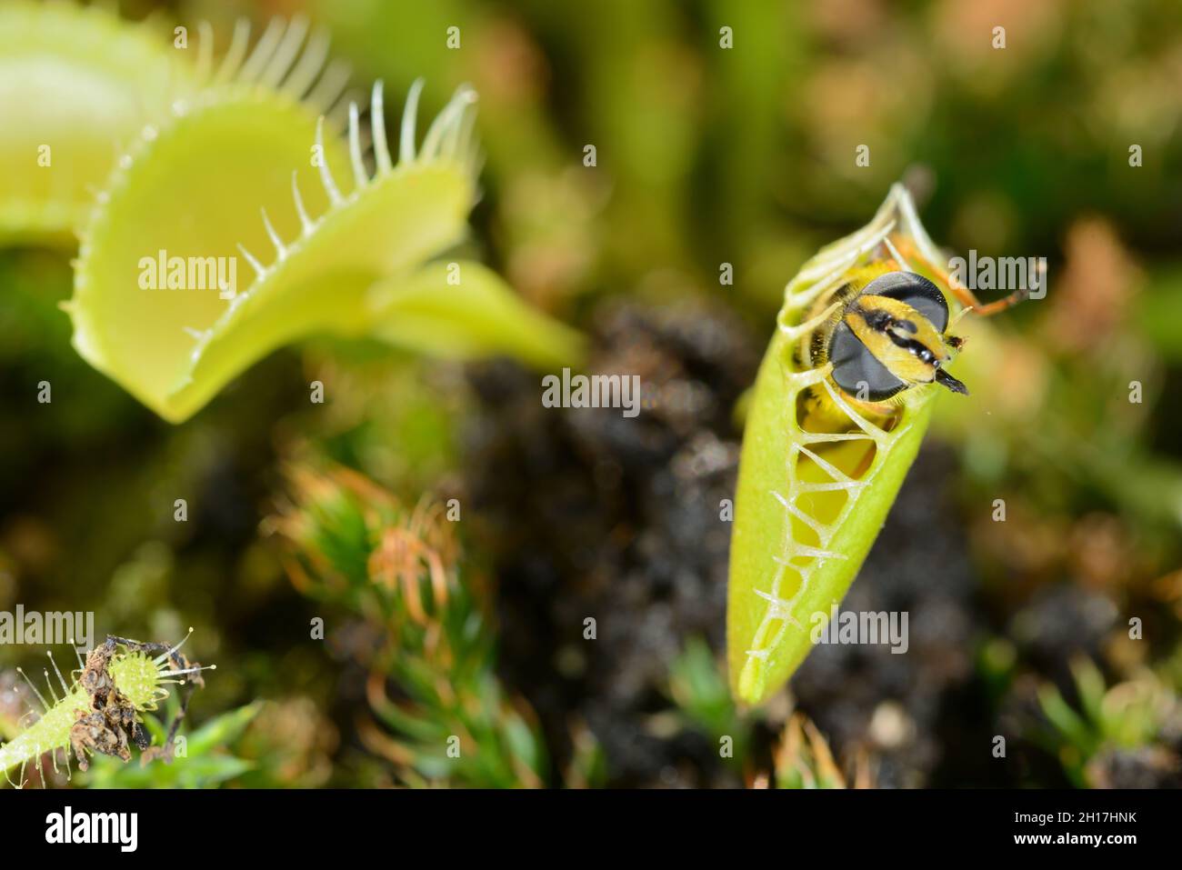 Bee-like fly insect approaching and being captured by Venus fly trap carnivorous plant, Dionea ...