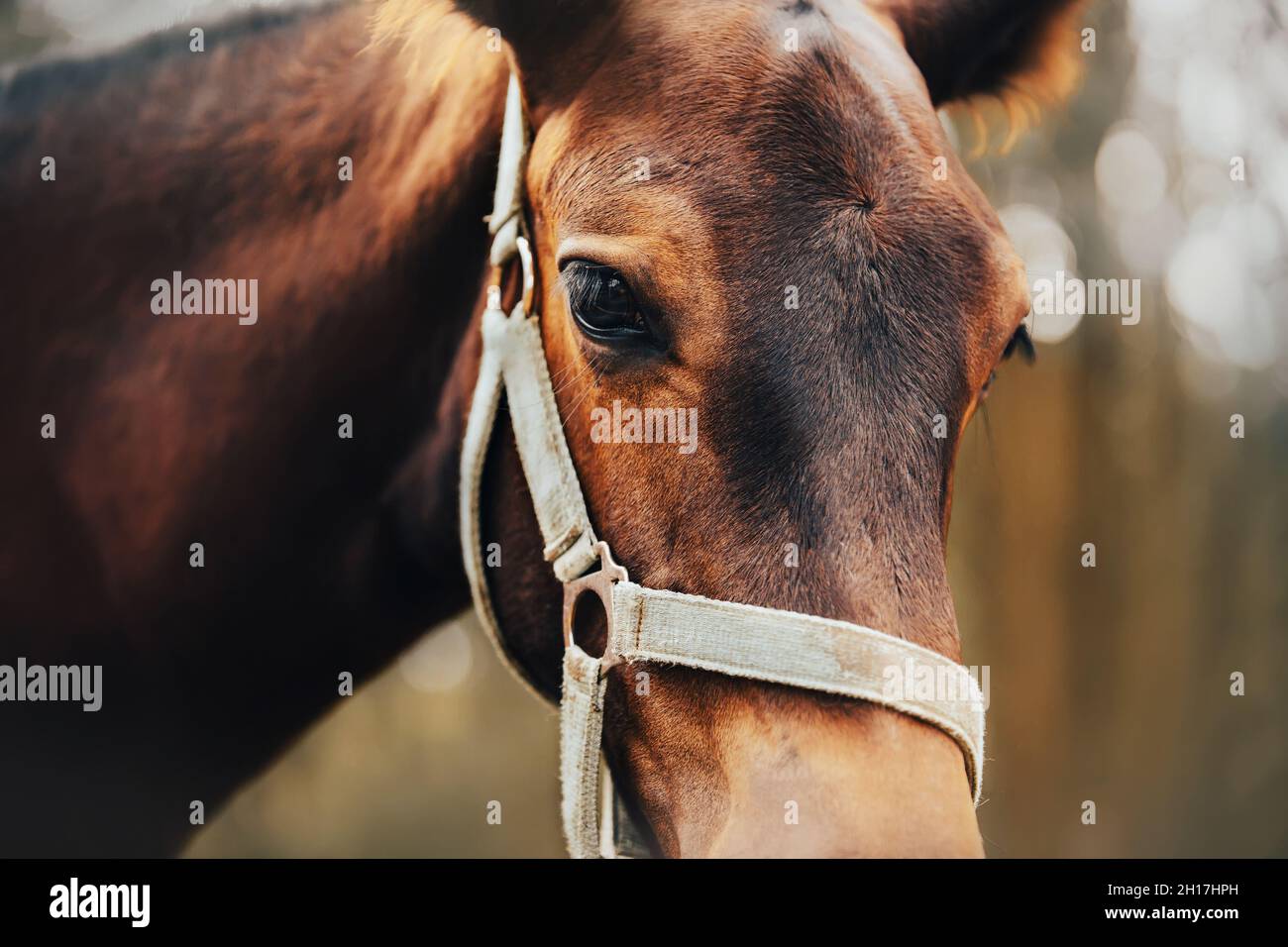 A close-up portrait of a bay beautiful cute colt with a halter on his ...