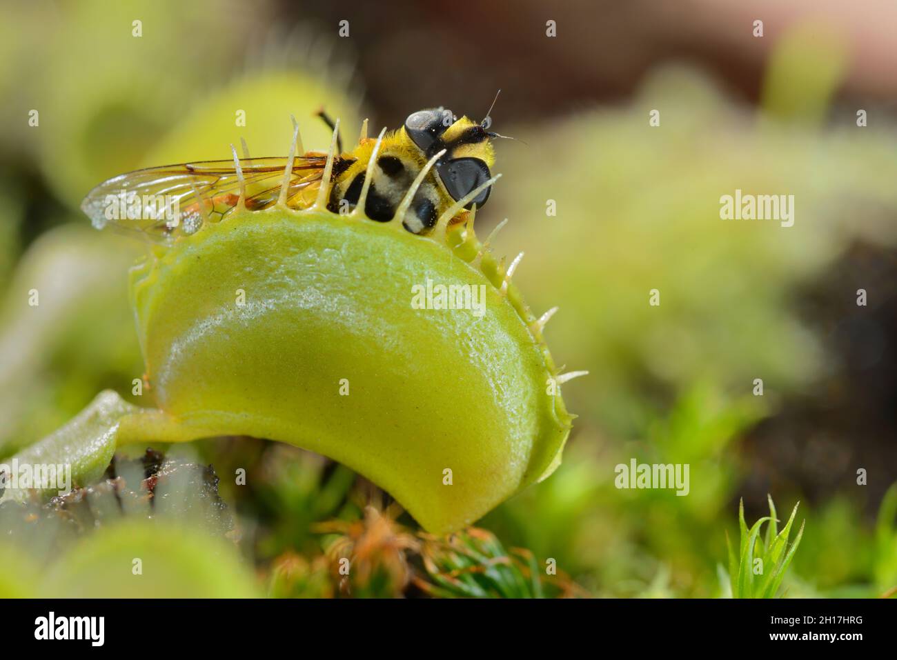 Bee-like fly insect approaching and being captured by Venus fly trap ...
