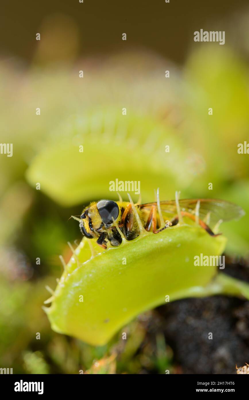 Bee-like fly insect approaching and being captured by Venus fly trap ...