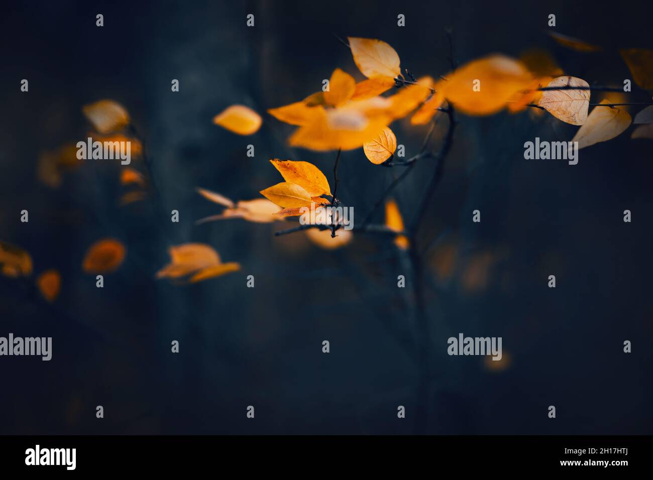 Tree branch swaying High Resolution Stock Photography and Images - Alamy