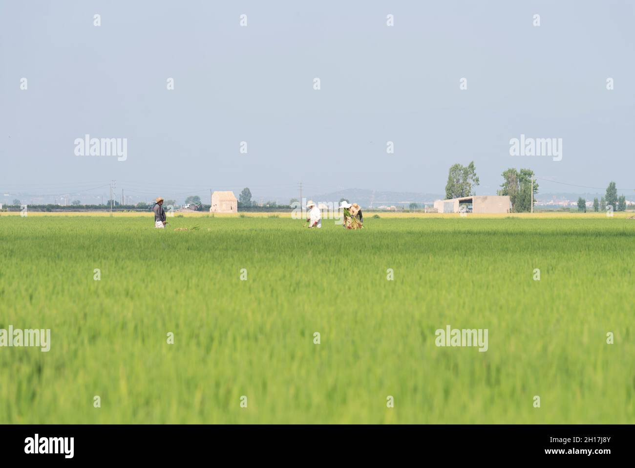 Rice paddy landscape with unrecognizable farmers working on a sunny day ...