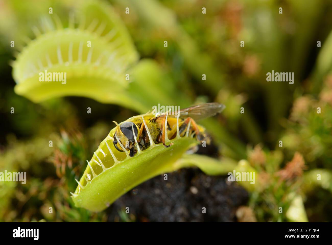 Bee-like fly insect approaching and being captured by Venus fly trap ...