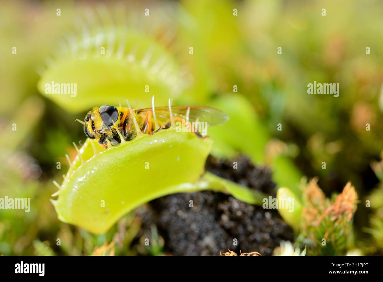 Venus cycle hi-res stock photography and images - Alamy