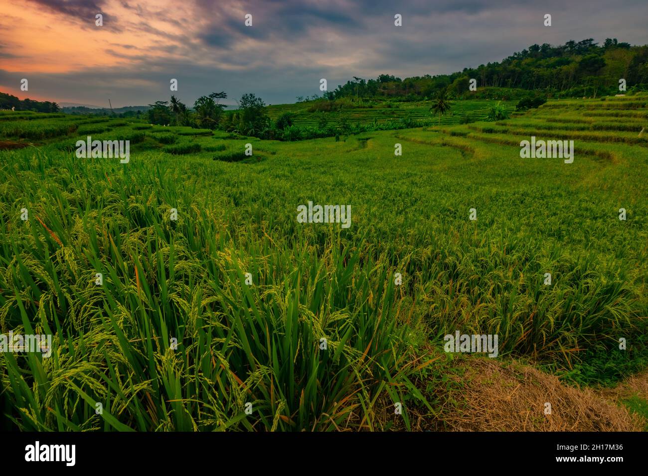 the scenery in the rice fields in the afternoon at sunset and looks ...