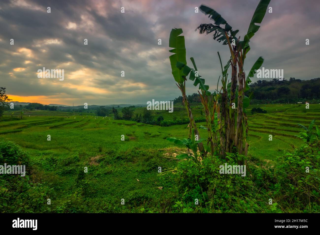 the scenery in the rice fields in the afternoon at sunset and looks ...