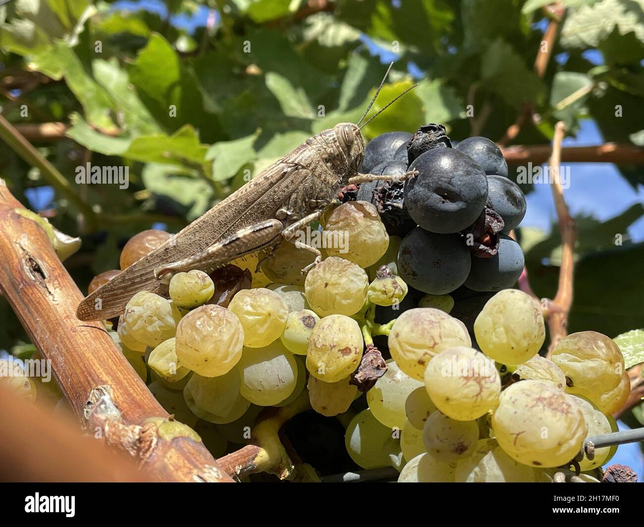 A macro shot of a grasshopper on a bunch of grape fruits in vines Stock ...